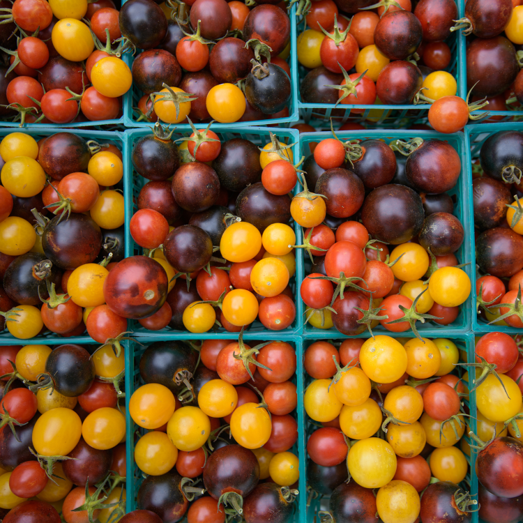 Home | Santa Rosa Junior College